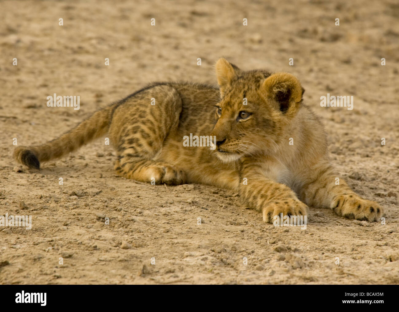 Lion cub watching hi-res stock photography and images - Alamy