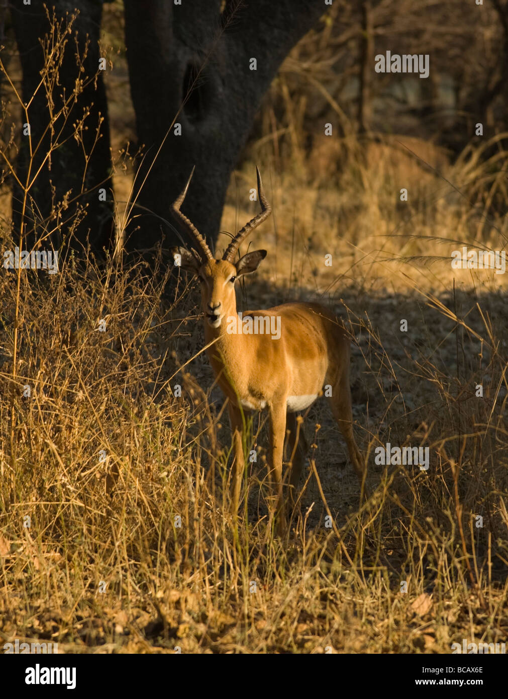 Animal puku wildlife hi-res stock photography and images - Alamy