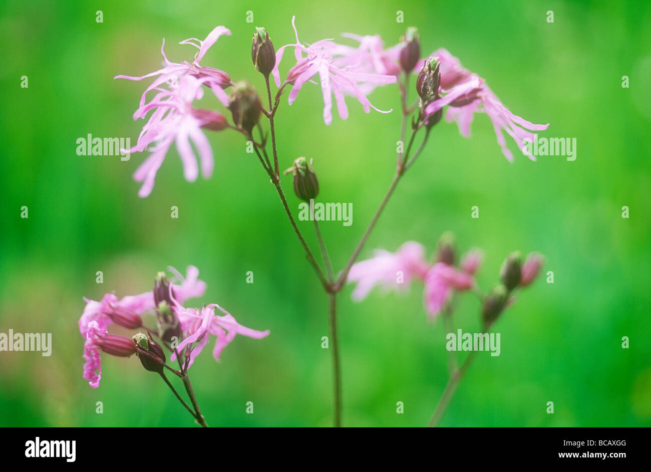 Ragged Robin flowers Stock Photo - Alamy