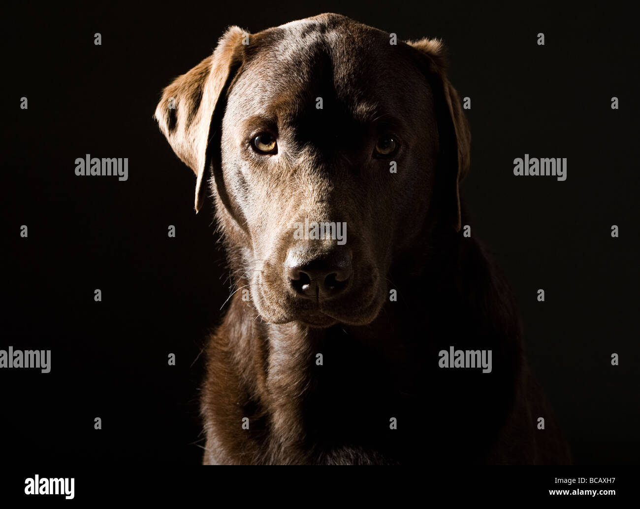 Low Key Shot of a Sad Looking Chocolate Labrador Stock Photo - Alamy