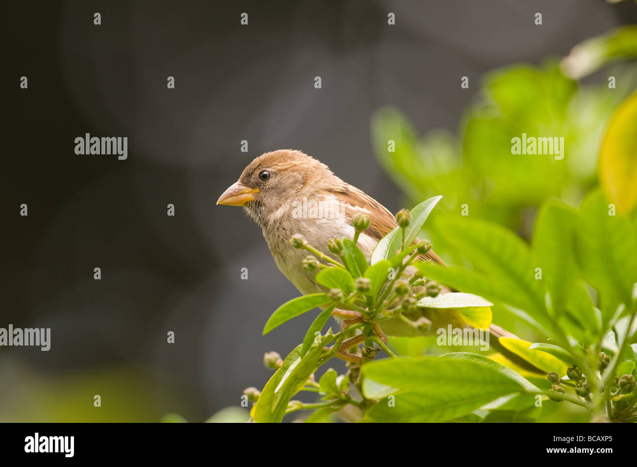Juvenile house sparrow hi-res stock photography and images - Alamy