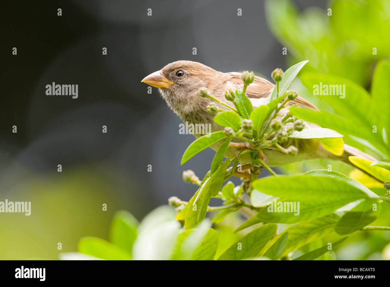 Juvenile House Sparrow Stock Photo - Alamy