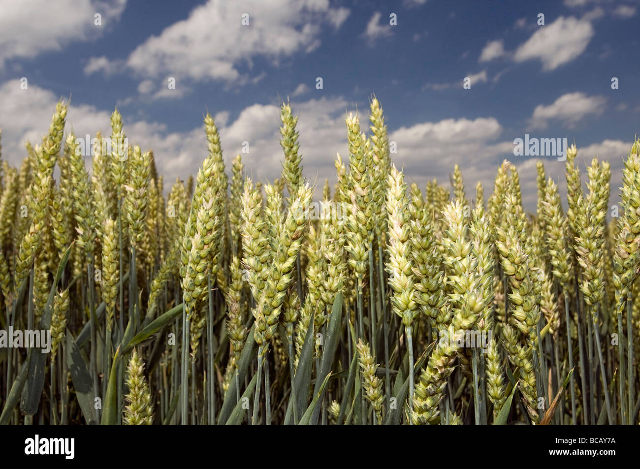 Open landscape with barley field hi-res stock photography and images ...