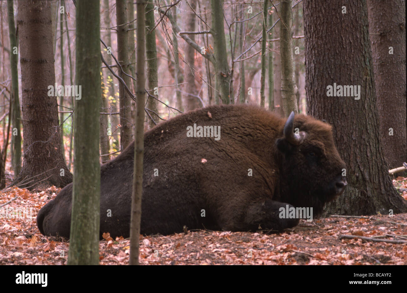 European bison bull in the Bialowieza Forest Stock Photo - Alamy