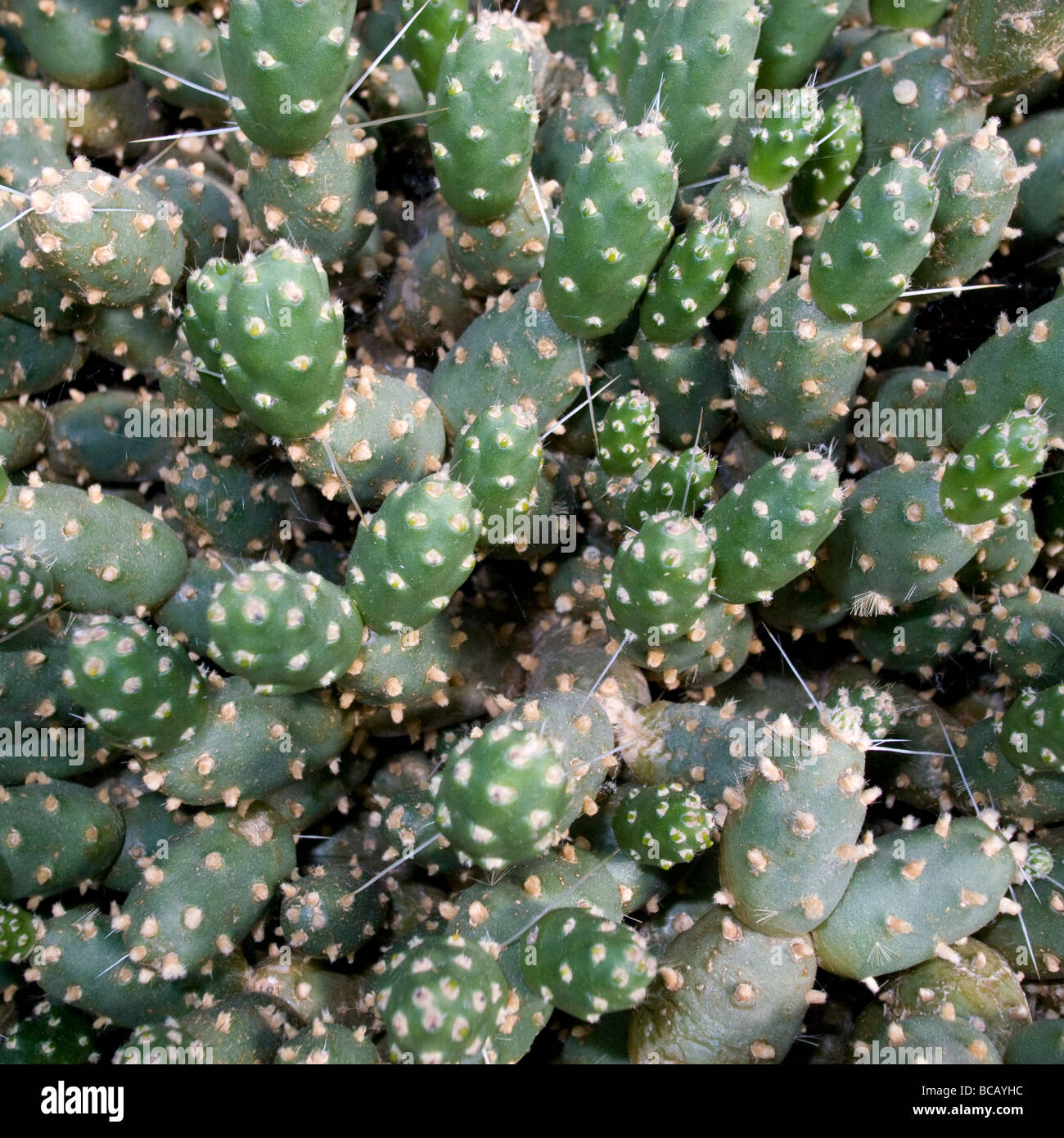 Cactus - Royal Botanic Gardens, Kew, Richmond, Surrey Stock Photo - Alamy