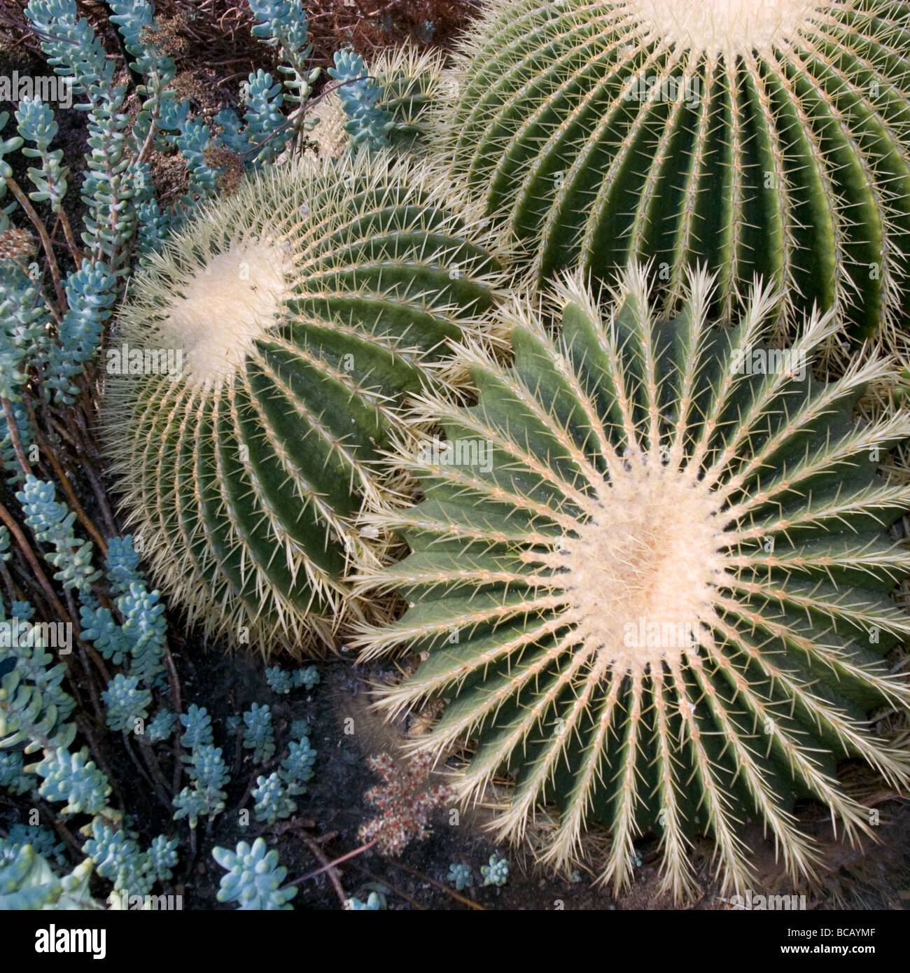 Cactus - Royal Botanic Gardens, Kew, Richmond, Surrey Stock Photo - Alamy