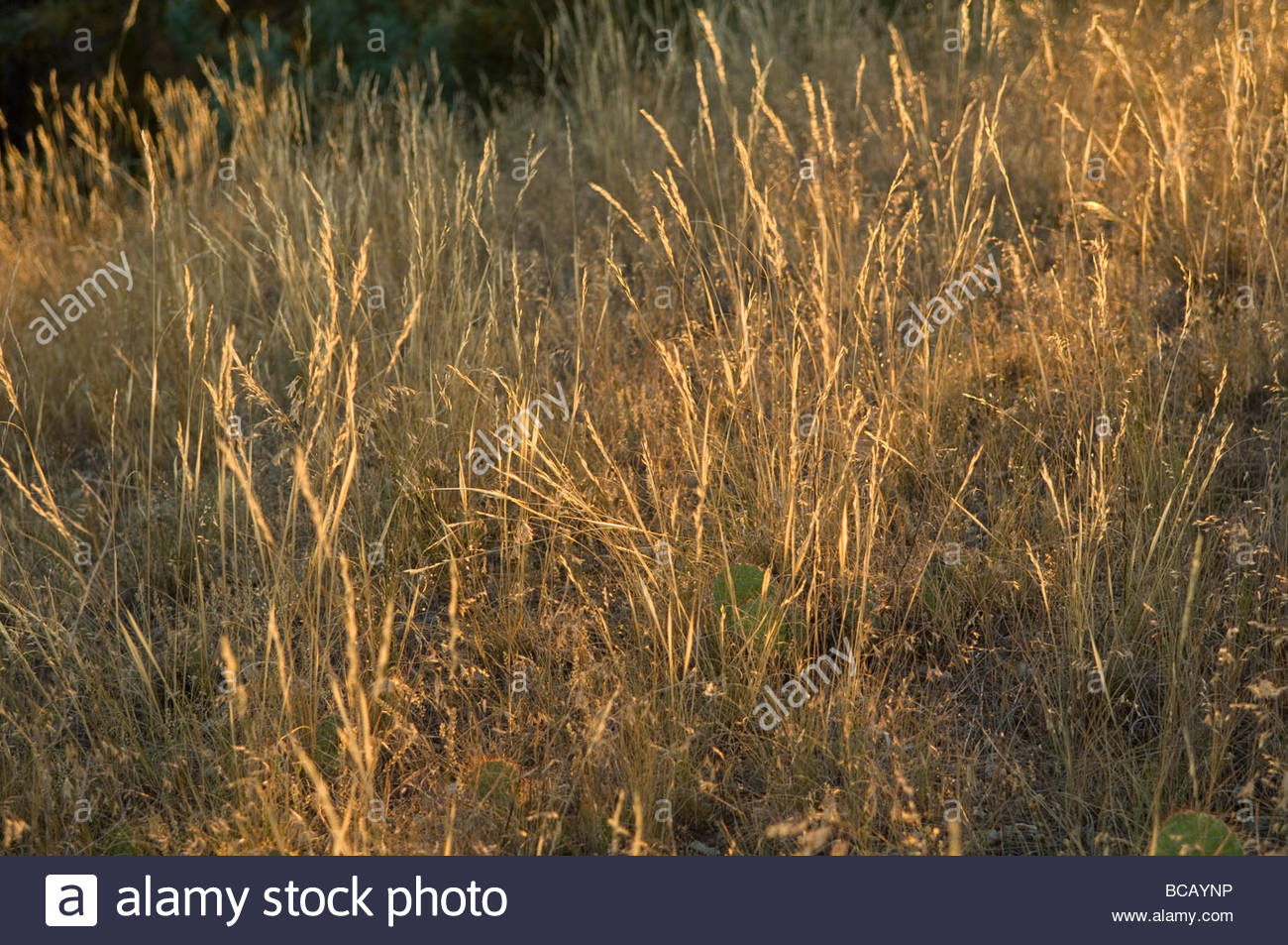 Charles Russell High Resolution Stock Photography and Images - Alamy