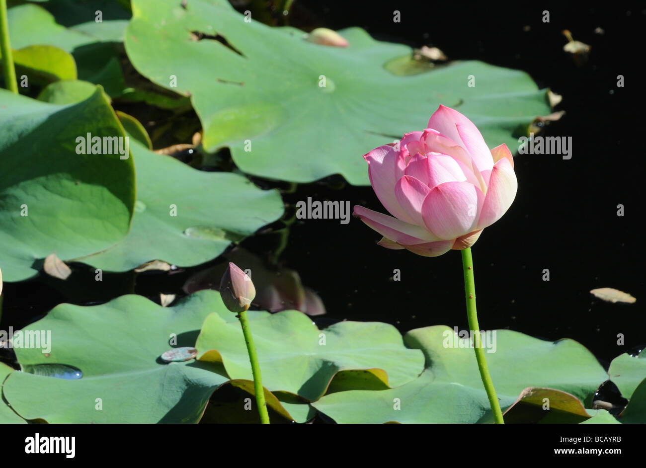A dwarf lotus Nelumbo 'Daintiest,' blooming in a garden in Lower ...