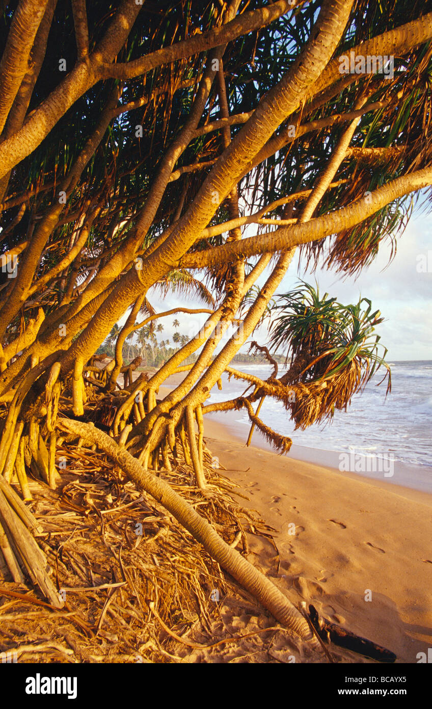 Palm trees tropical island beach hi-res stock photography and images ...