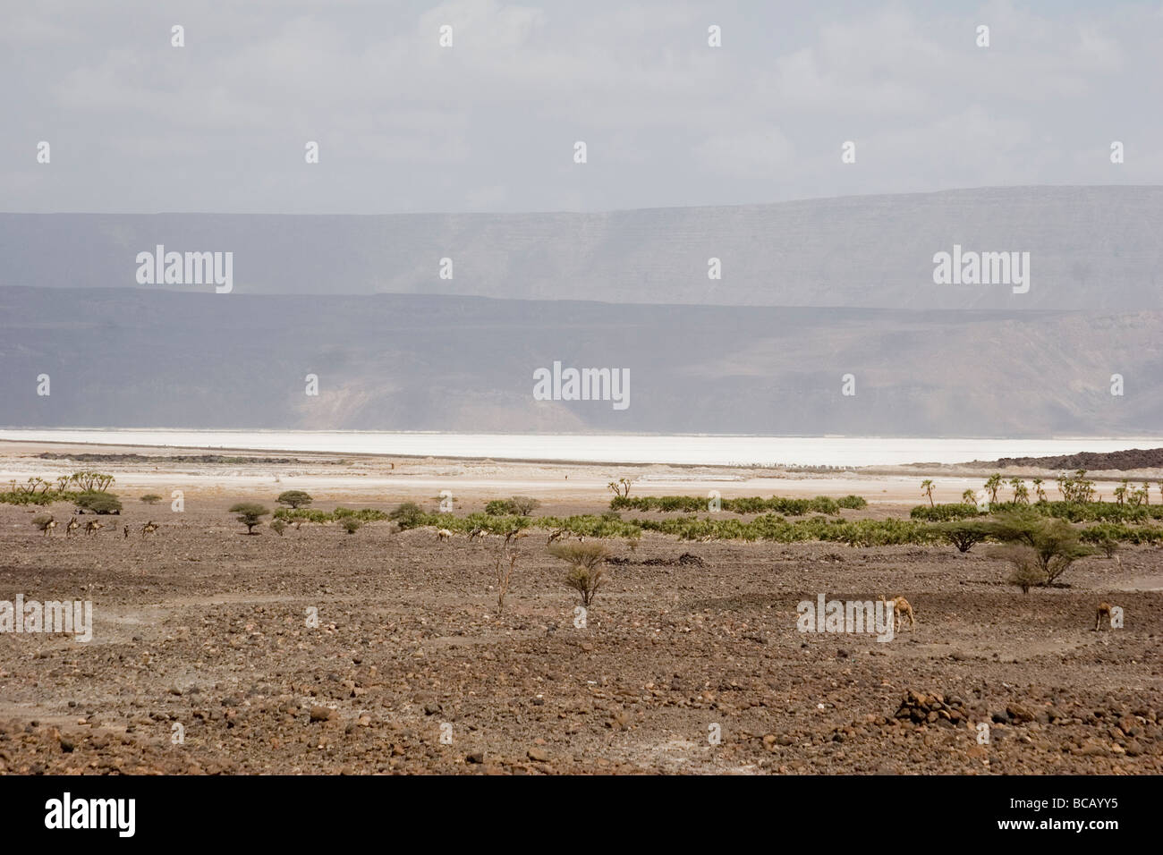 Elidar, Afar region, salt flats near Eritrean border in Ethiopia Stock ...
