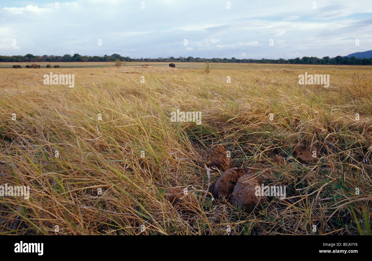 Endangered Sri Lankan Elephant faeces fertilise the grassland plain ...