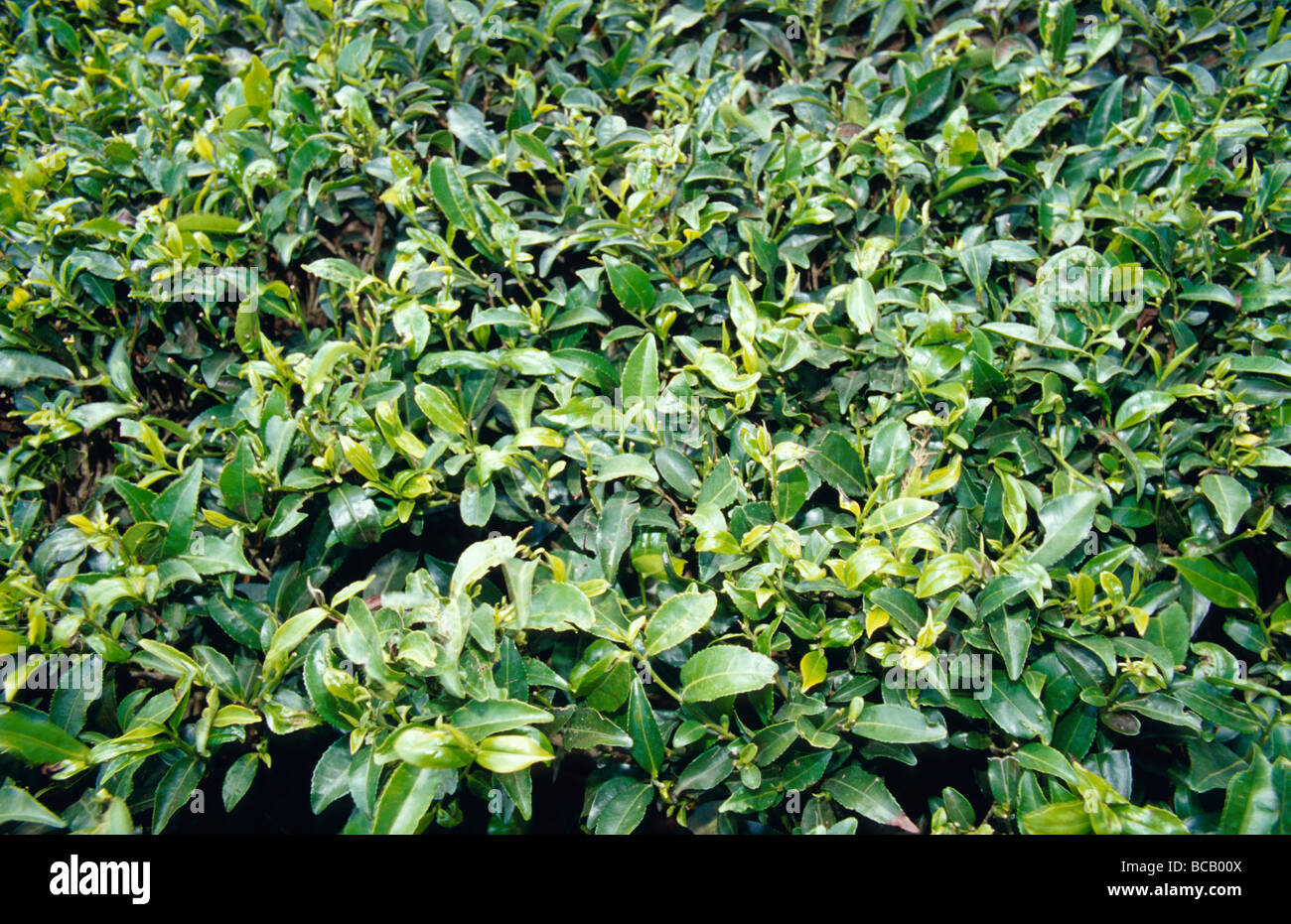 The verdant green leaves of a Sri Lankan tea plantation Stock Photo - Alamy