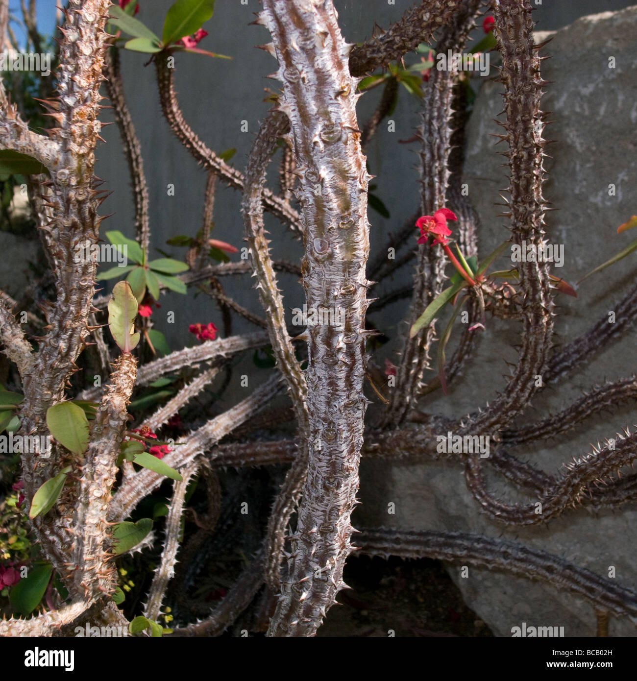 Cactus - Royal Botanic Gardens, Kew, Richmond, Surrey Stock Photo - Alamy