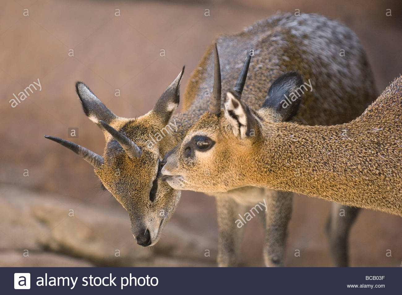 Klipspringers Stock Photos & Klipspringers Stock Images - Alamy