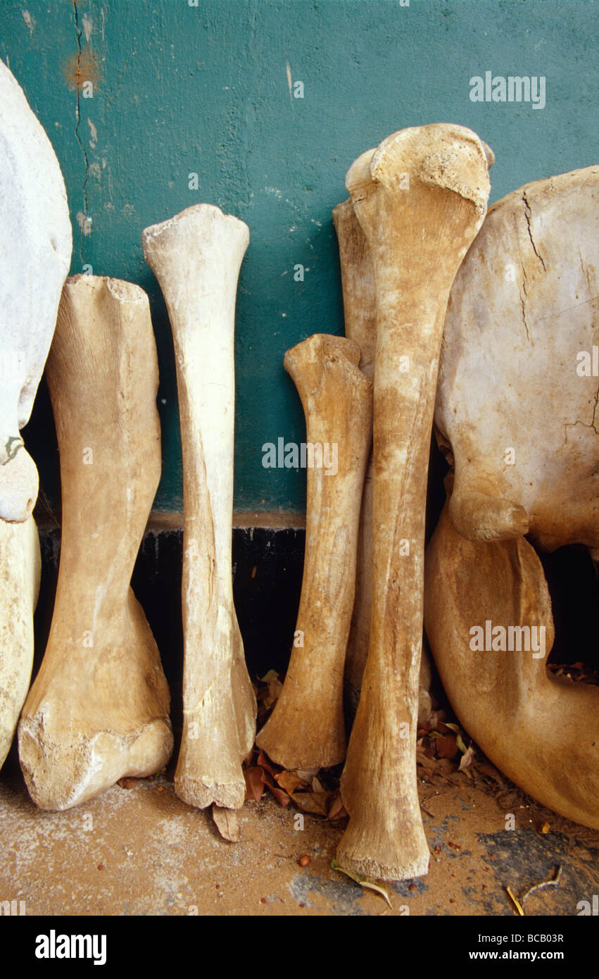 Leg and skull bones from slaughtered endangered Sri Lankan Elephants ...