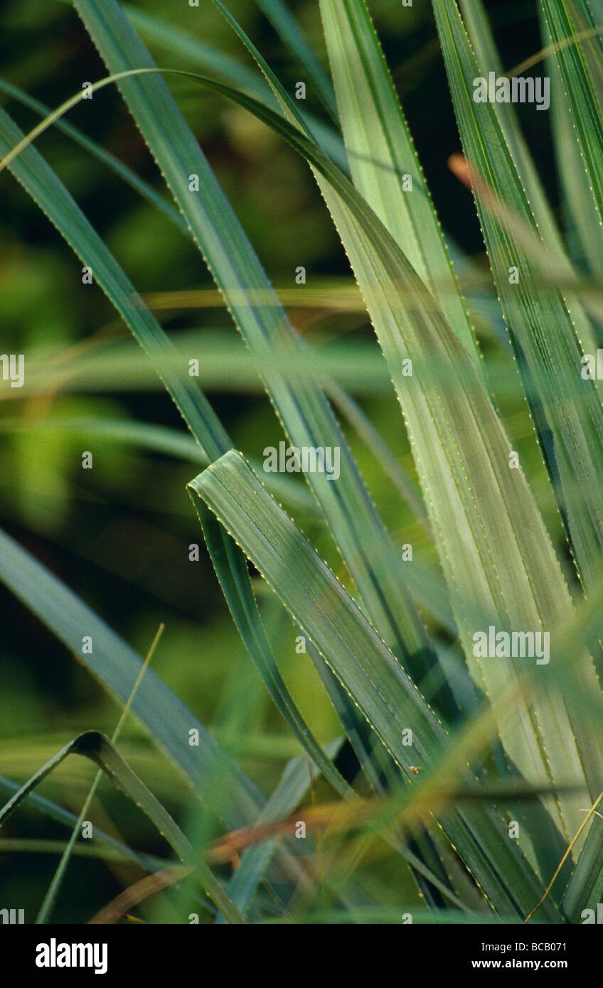 Serated grass reeds flow out of a wetland forming a sharp barrier Stock ...
