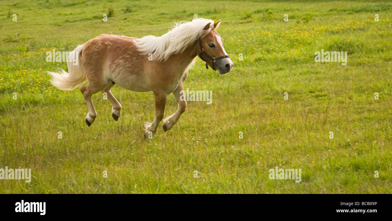 A Shetland Pony cantering Stock Photo - Alamy
