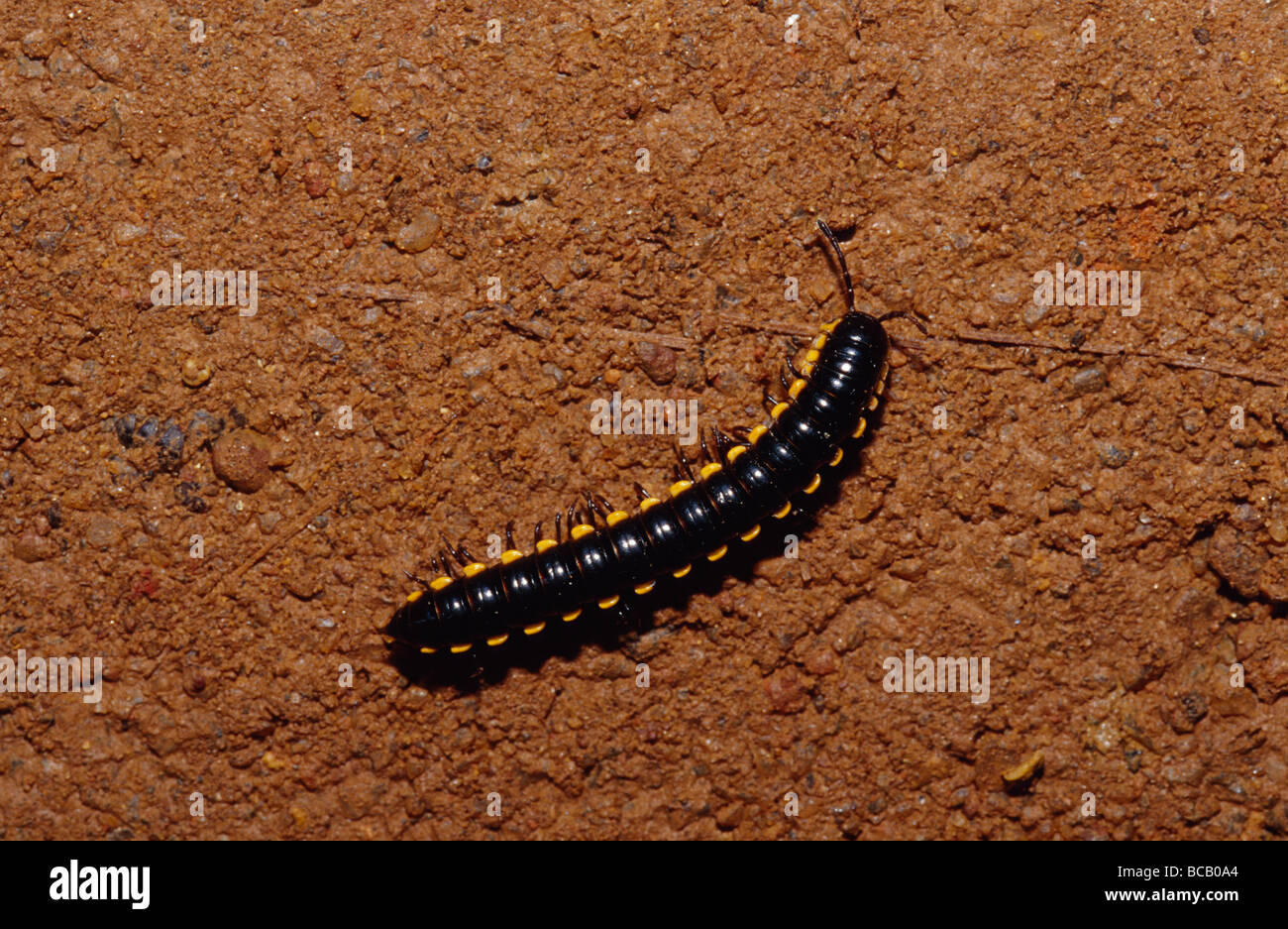 A bright yellow and black Centipede moving across the orange earth ...