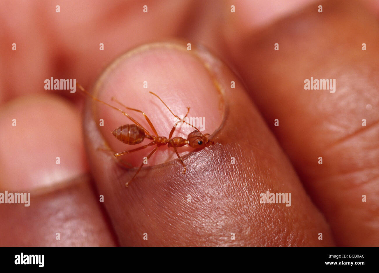 Vicious ant hi-res stock photography and images - Alamy
