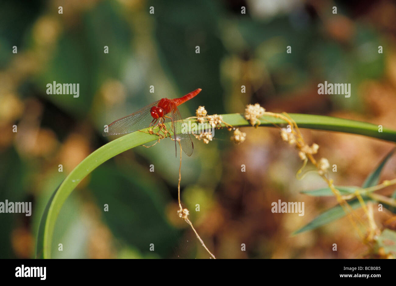 The beautiful red Oriental Scarlet Dragonfly on a reed stem Stock Photo ...