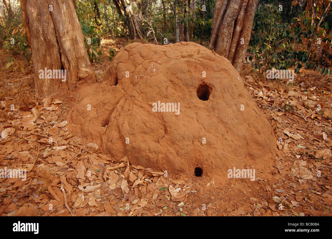 Mongoose burrows in a forest termite mound Stock Photo - Alamy
