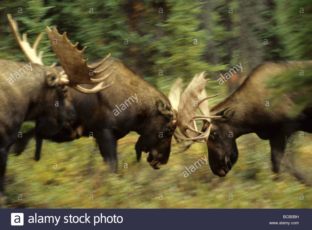 Moose Fight Stock Photos & Moose Fight Stock Images - Alamy