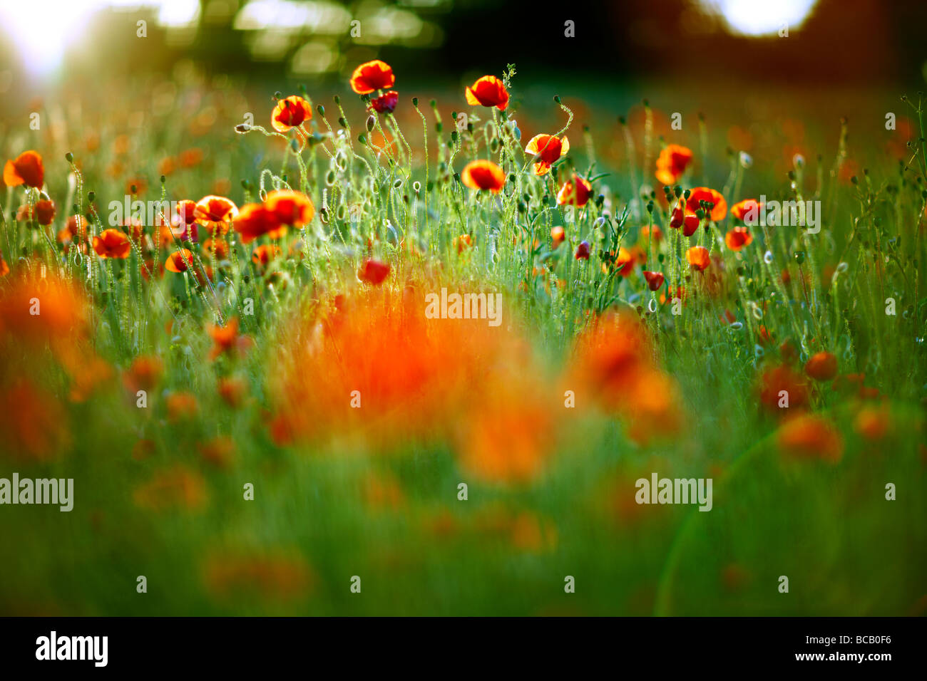 Field poppies remembrance sunset hi-res stock photography and images ...