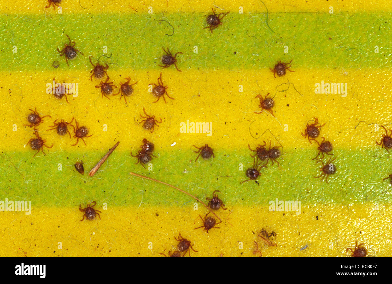 A swarm of tiny Grass Ticks captured on sticky tape from clothing Stock ...