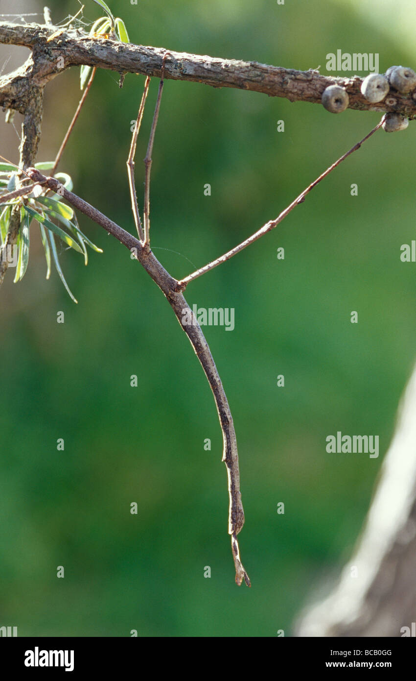 Wingless stick insect hi-res stock photography and images - Alamy