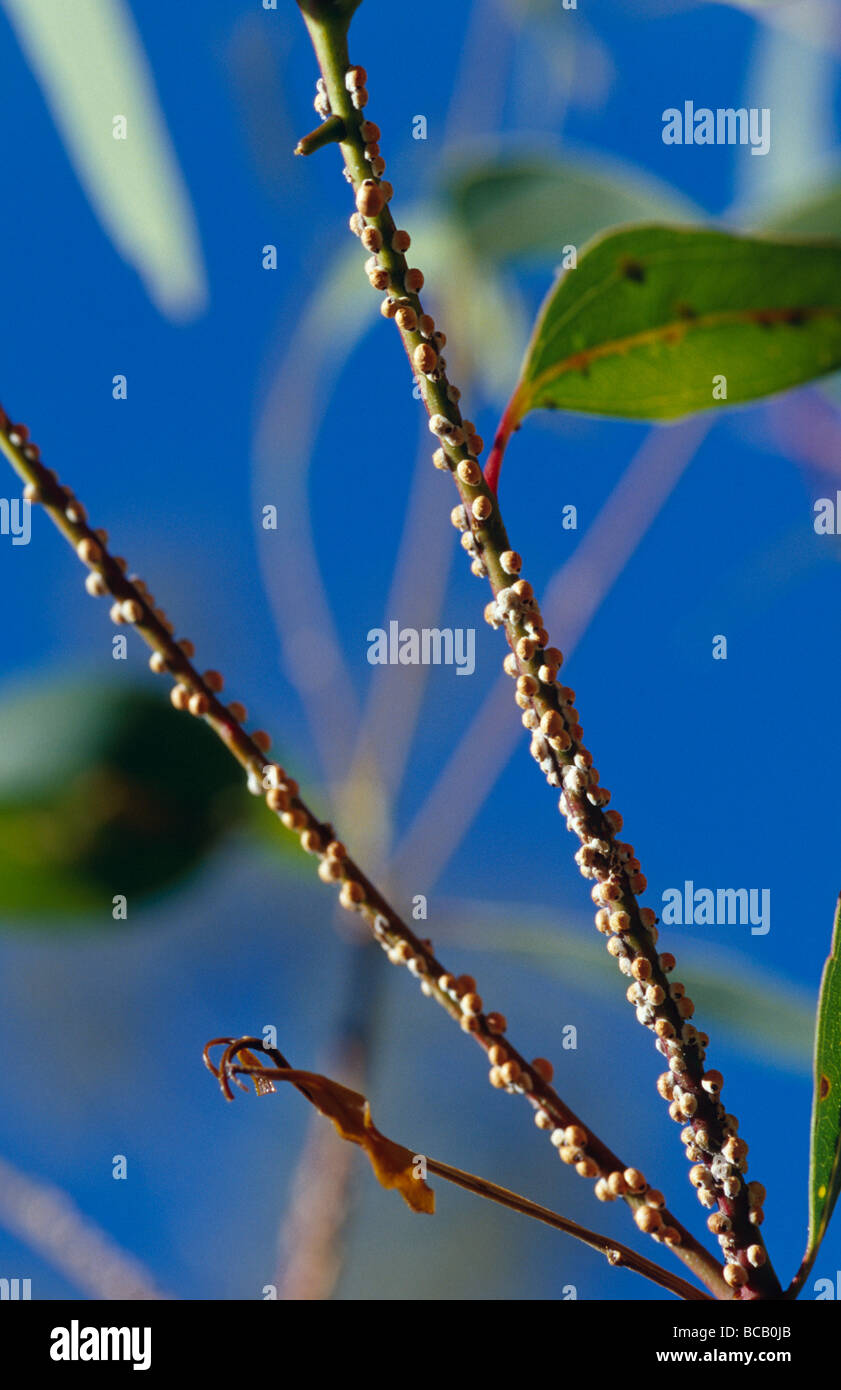 Insect Galls coat the stems of a Eucalyptus Gum Tree Stock Photo - Alamy