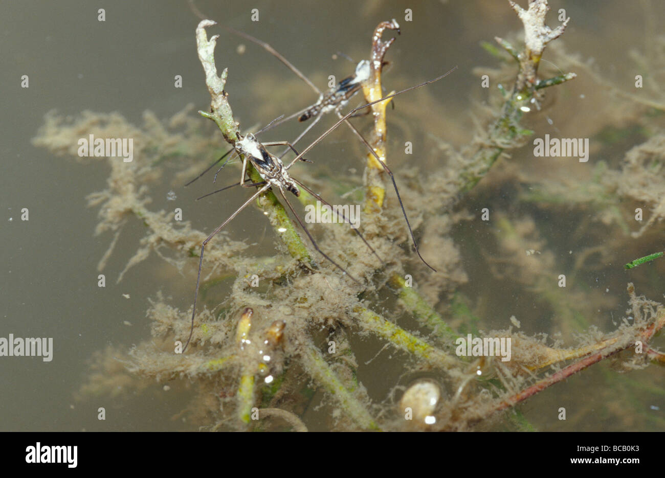 A Water Strider shedding its exoskeleton as it grows Stock Photo - Alamy