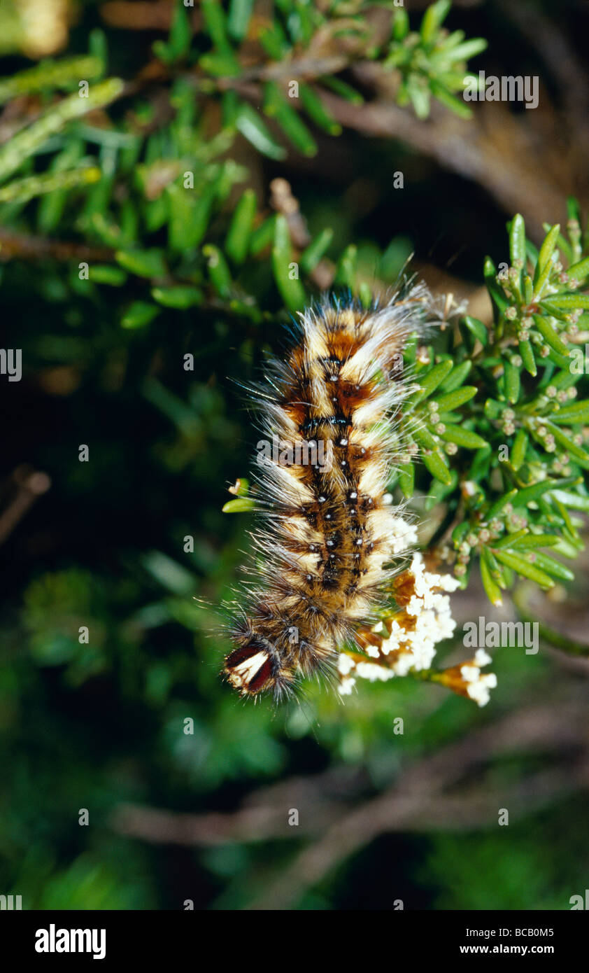 Defensive adaptation hi-res stock photography and images - Alamy