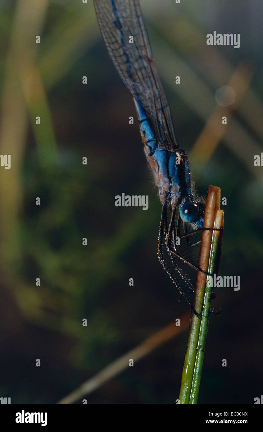 A vibrant blue Damsel Fly roosts on a reed in a freshwater lagoon Stock ...