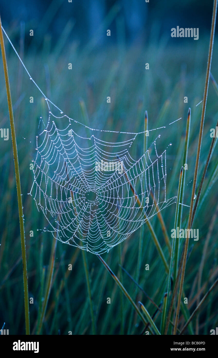 Trapeze spider web hi-res stock photography and images - Alamy