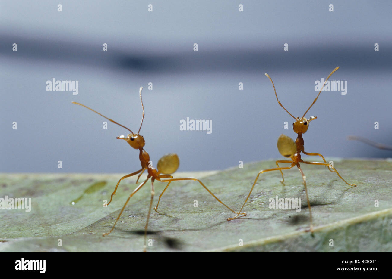 Two Green Tree Ants standing on their hind legs in defensive posture ...
