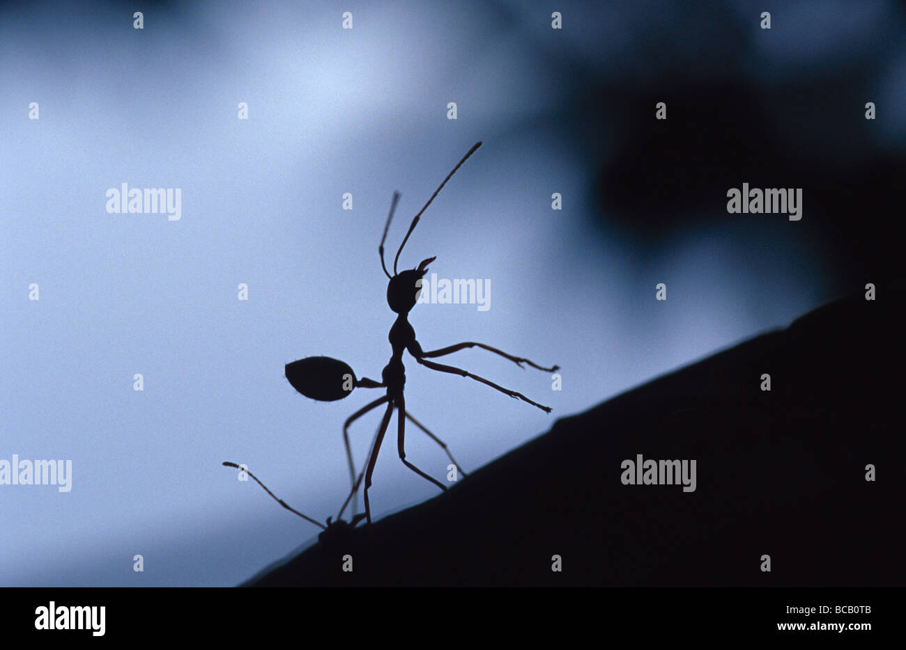 The defensive silhouette of a Green Tree Ant standing on hind legs ...