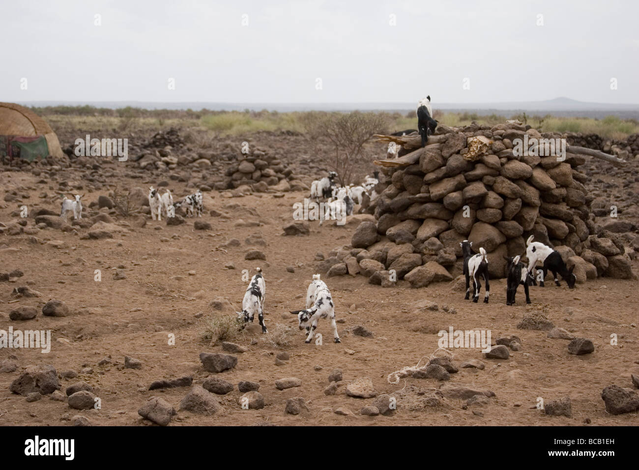 Ethiopia Goat Stock Photos & Ethiopia Goat Stock Images - Alamy