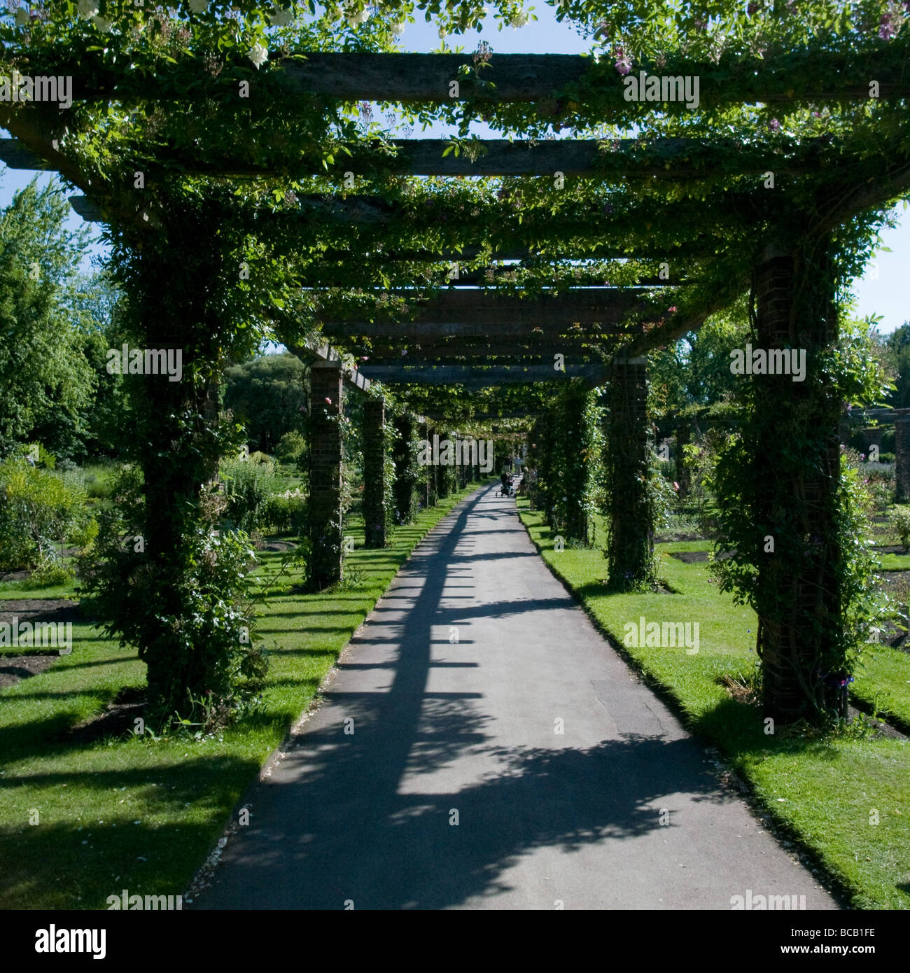 Tree Lined Walkway - Royal Botanic Gardens, Kew, Richmond, Surrey Stock ...