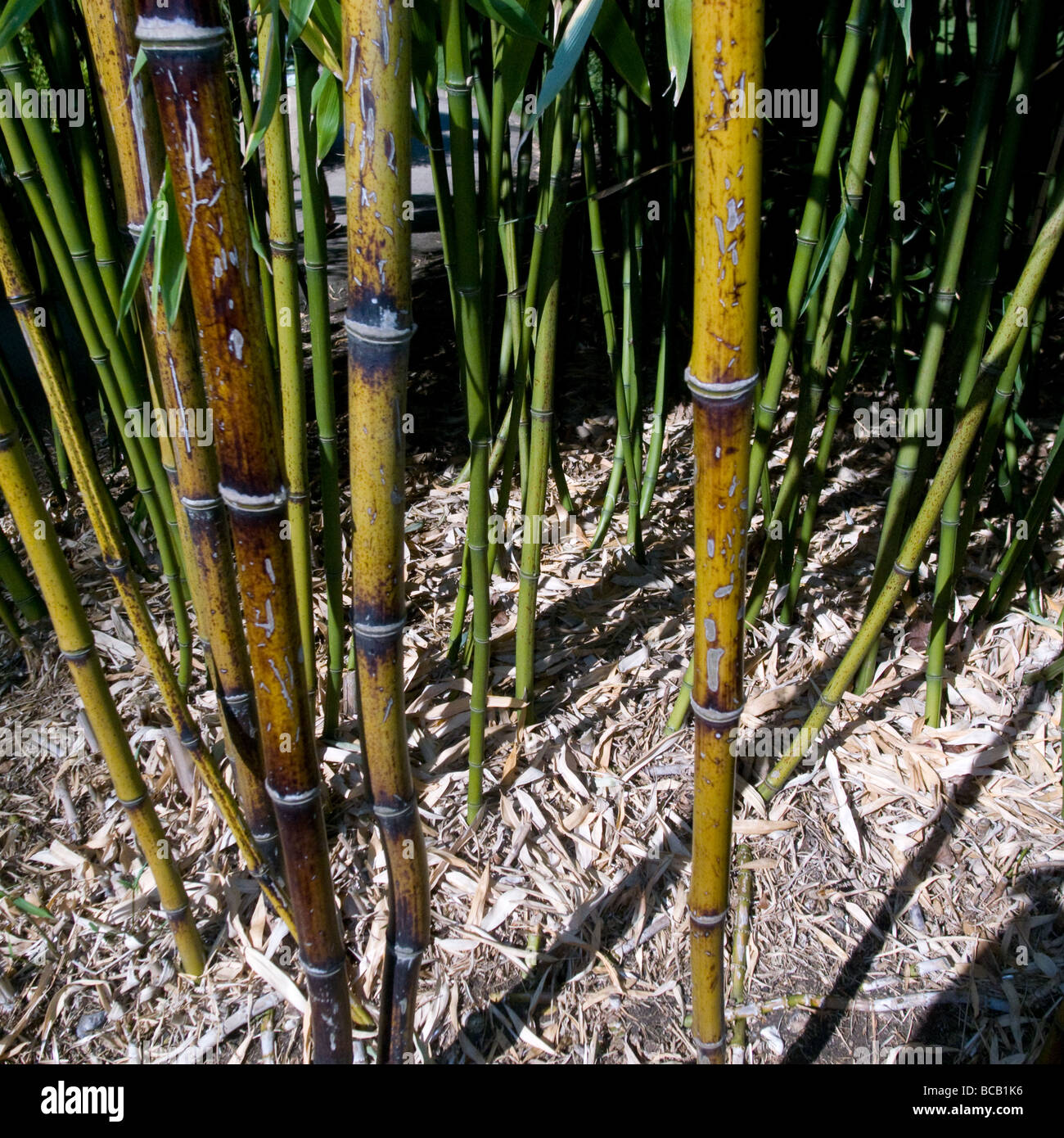 Bamboo Tree - Royal Botanic Gardens, Kew, Richmond, Surrey Stock Photo ...