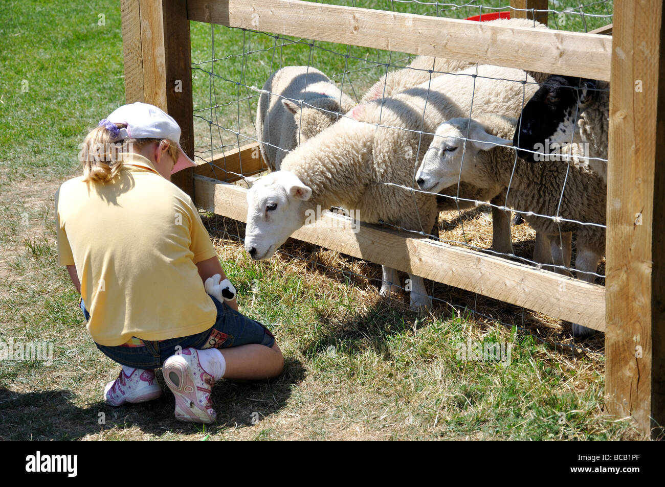 Child with sheep, Museum of Kent Life, Sandling, Maidstone, Kent ...