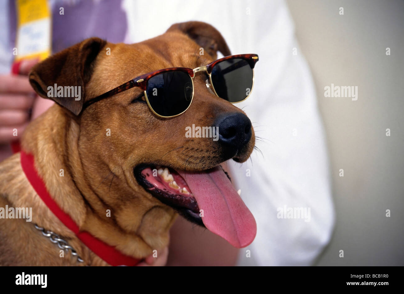 Gold glasses in head and close up hi-res stock photography and images ...