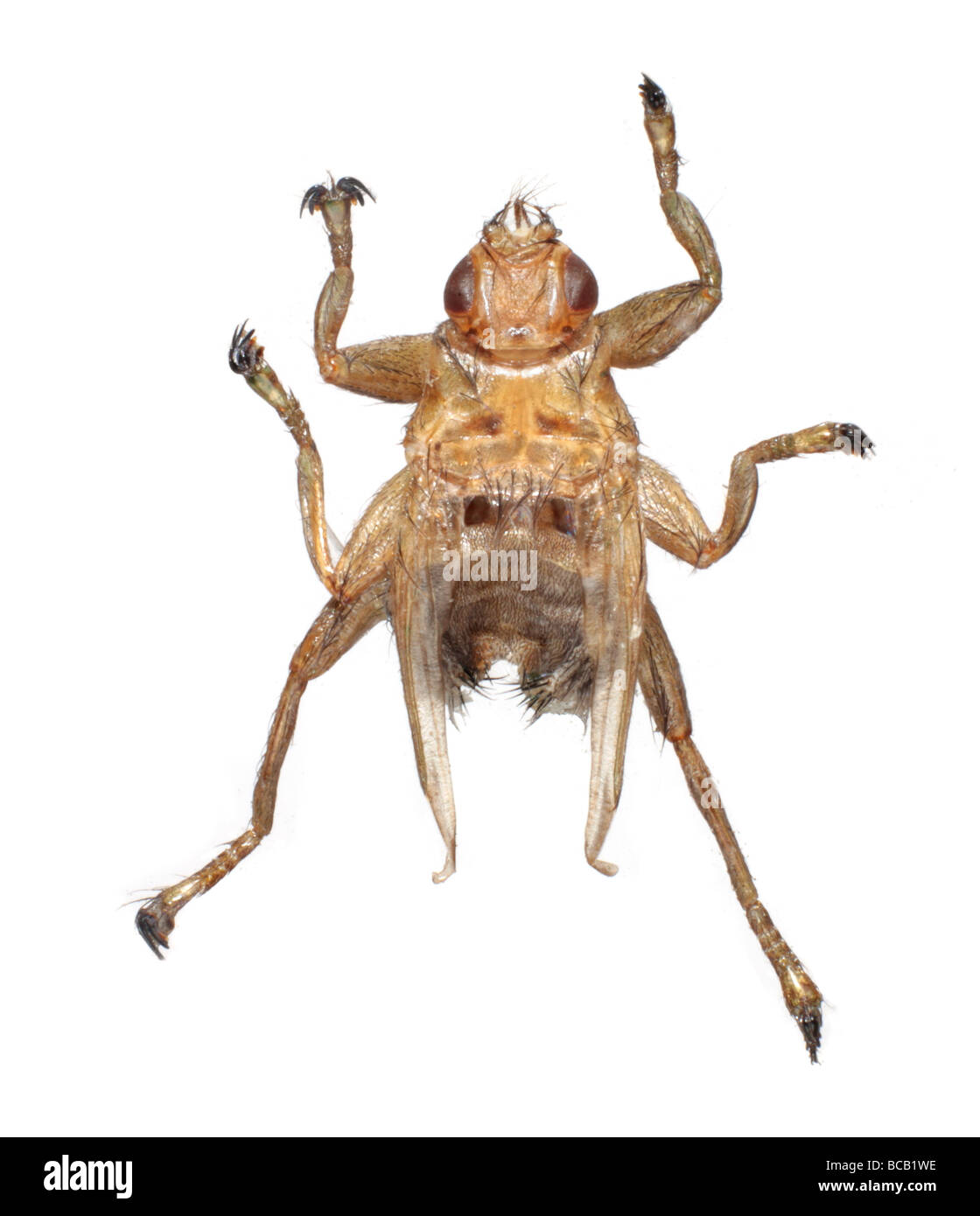Louse fly hi-res stock photography and images - Alamy