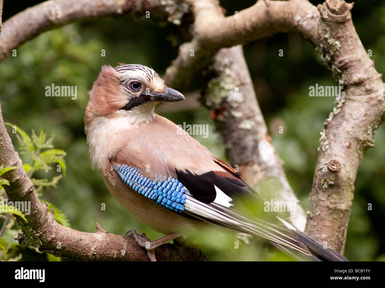 Jay garden bird hi-res stock photography and images - Alamy