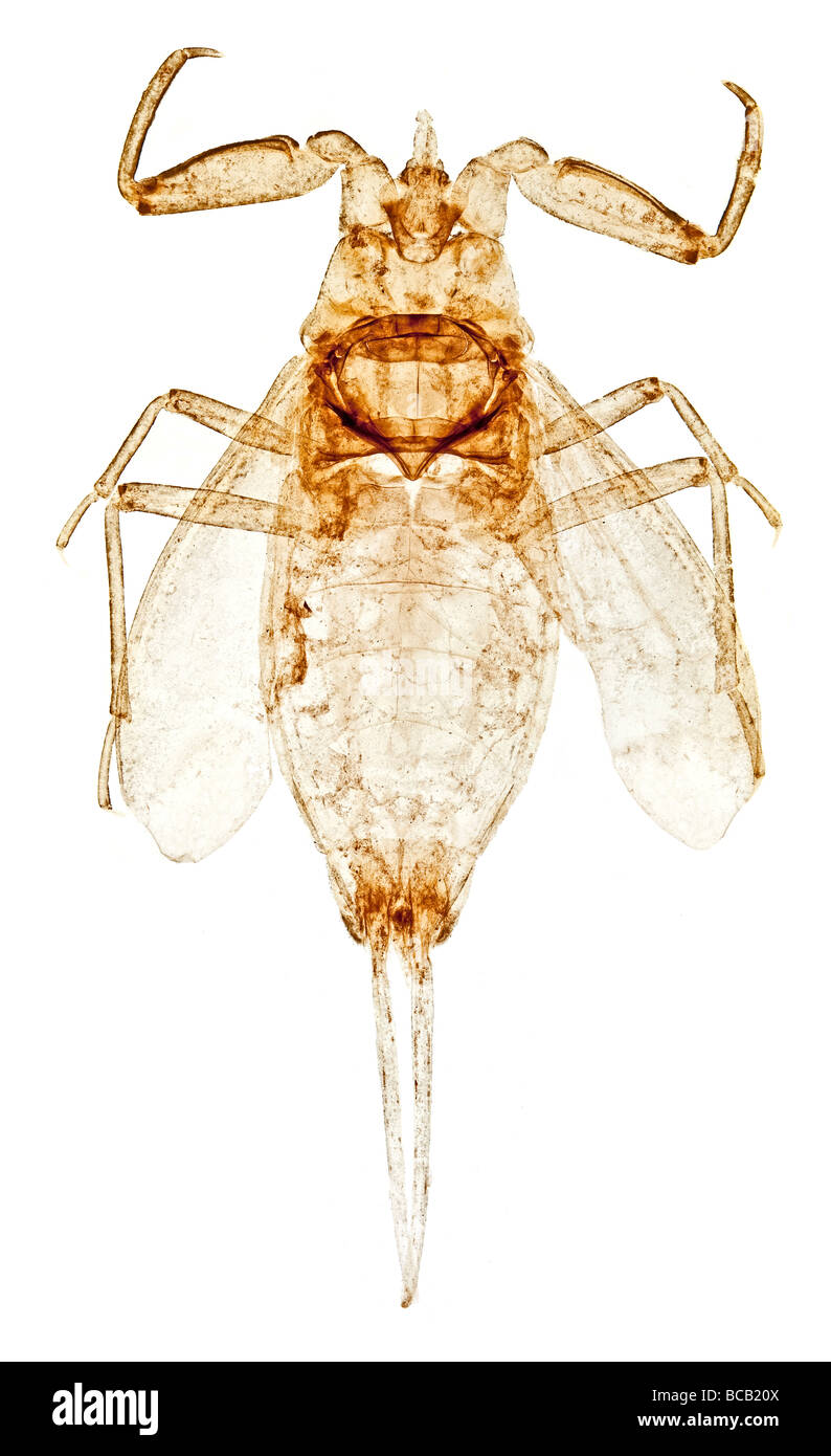 Microscope pond aquatic biology nepidae water scorpion hi-res stock ...