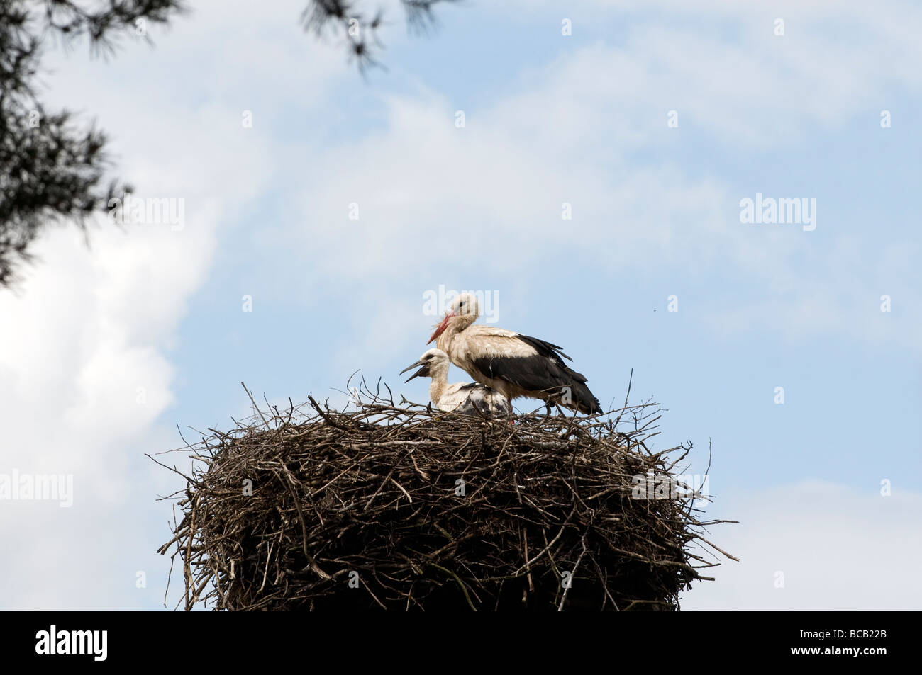 White storks poland hi-res stock photography and images - Alamy
