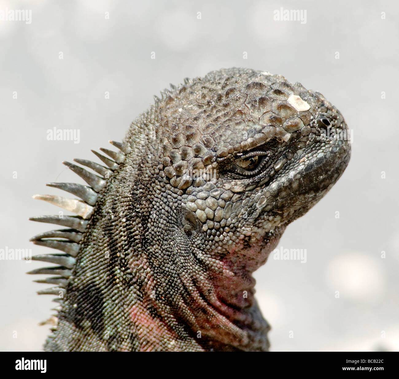 Marine Iguana (Amblyrhynchus cristatus Stock Photo - Alamy