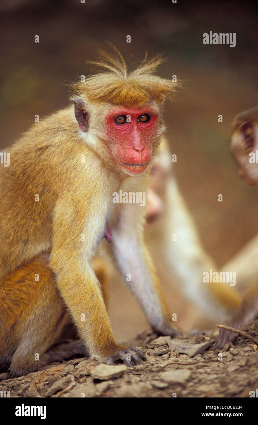 Fleshy face hi-res stock photography and images - Alamy