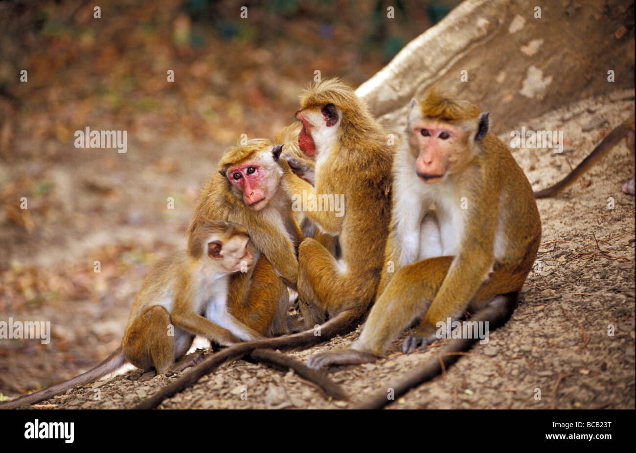 A Red-faced Macaque family grooming each others fur Stock Photo - Alamy