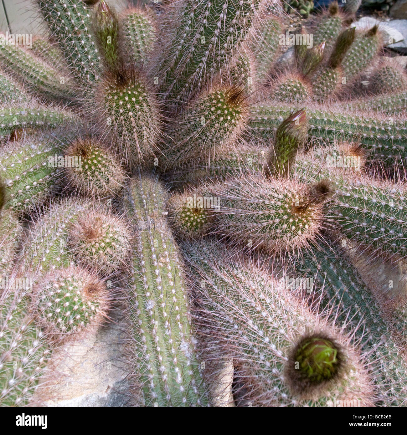 Cacti royal botanic gardens kew hi-res stock photography and images - Alamy