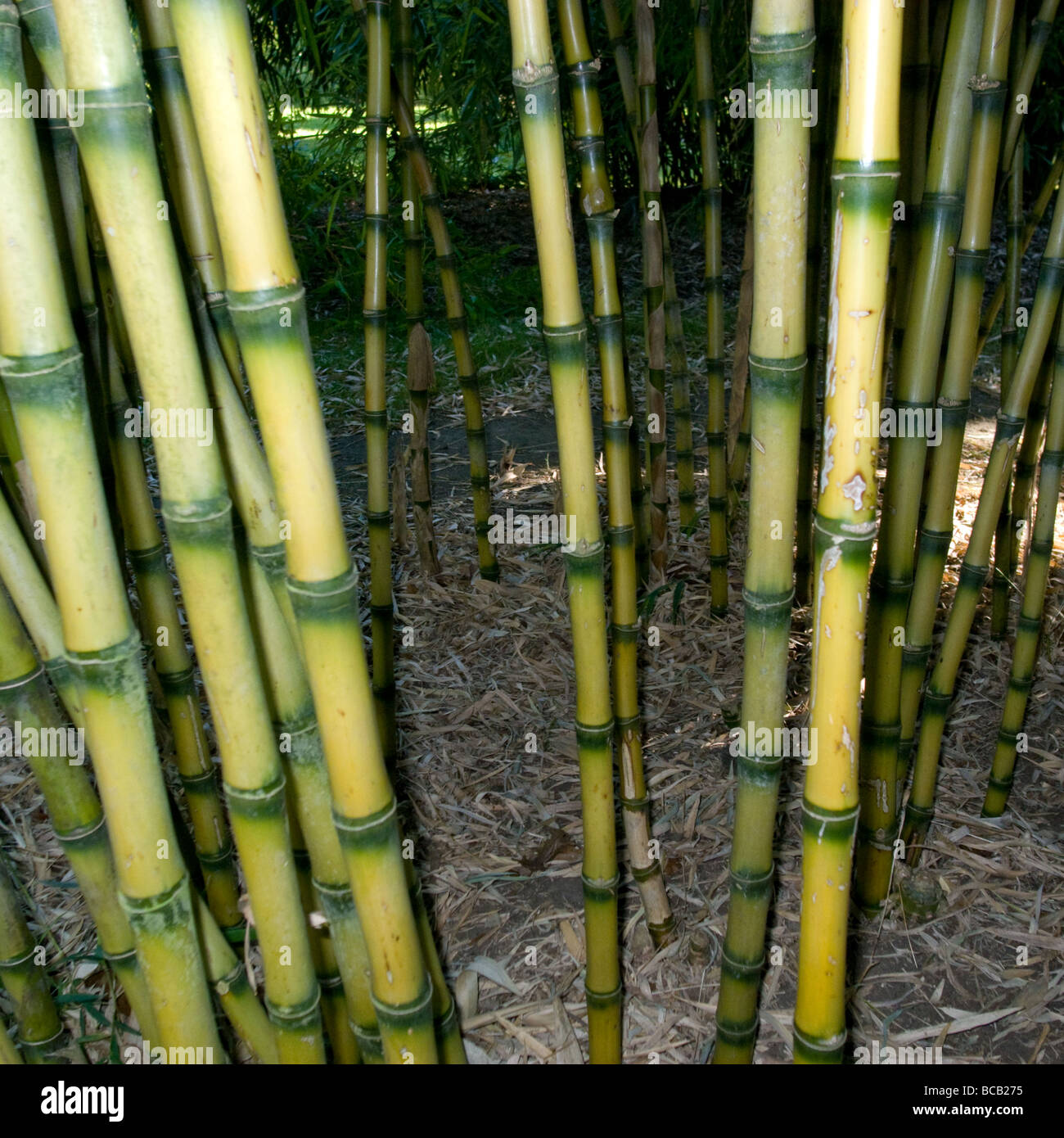 Bamboo Tree - Royal Botanic Gardens, Kew, Richmond, Surrey Stock Photo ...